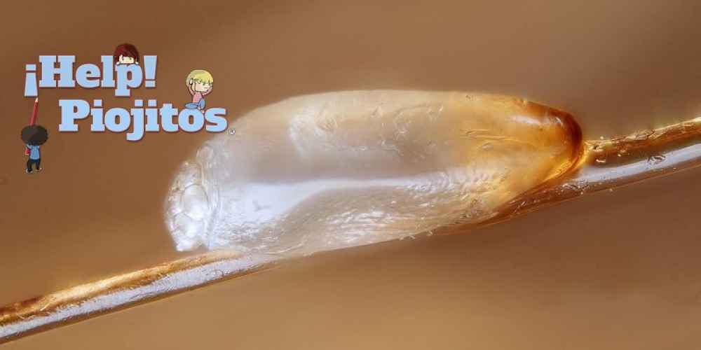 Siete curiosidades de las liendres que no sabías - ¡Help! Piojitos
